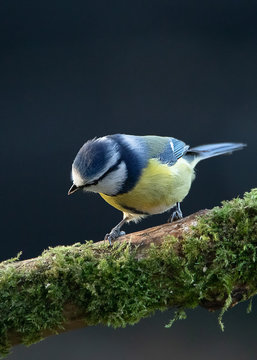 Fugle Images – Browse 80 Stock Photos, Vectors, and Video | Adobe Stock