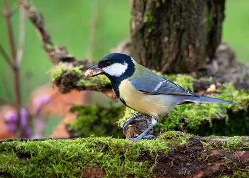 Fugle Images – Browse 80 Stock Photos, Vectors, and Video | Adobe Stock