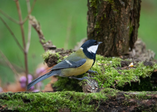 Fugle Images – Browse 80 Stock Photos, Vectors, and Video | Adobe Stock