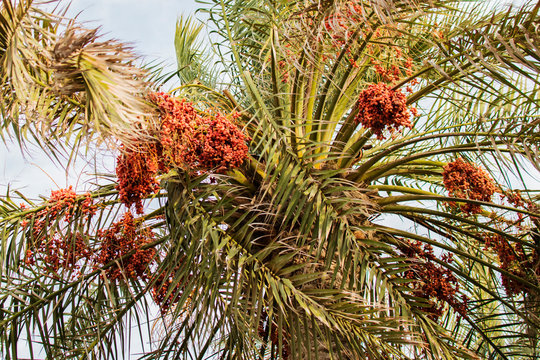 Dadelpalm Images – Browse 14 Stock Photos, Vectors, and Video | Adobe Stock