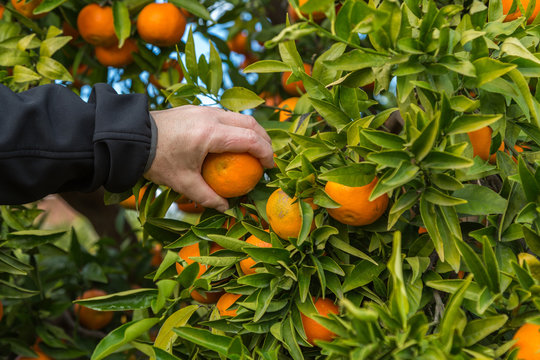 รูปภาพClementin – เลือกดูภาพถ่ายสต็อก เวกเตอร์ และวิดีโอ218 | Adobe Stock