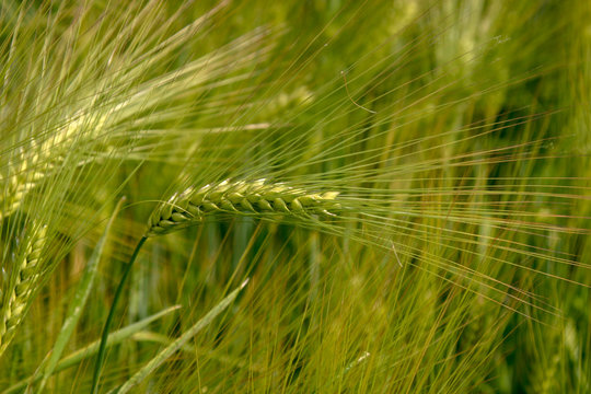 รูปภาพGerste – เลือกดูภาพถ่ายสต็อก เวกเตอร์ และวิดีโอ18,068 | Adobe Stock