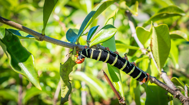 「Tetrio」の画像 - 72 件の Stock 写真、ベクターおよびビデオ | Adobe Stock