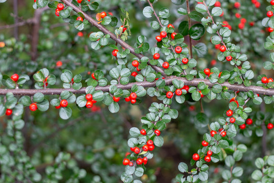 Dogberry-Tree-Bilder: Stock-Fotos & -Videos. | Adobe Stock