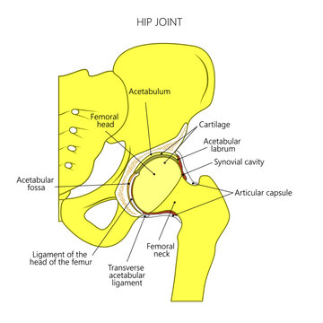 Acetabulum Anatomy