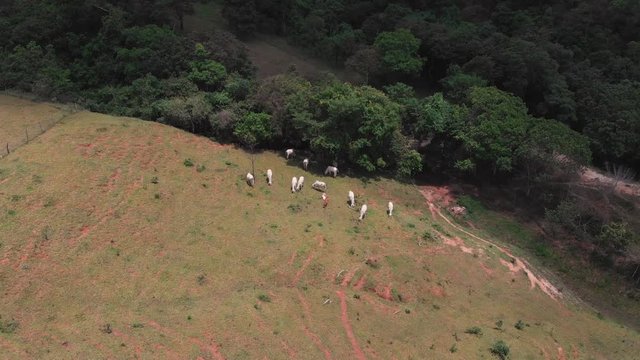 รูปภาพCoww – เลือกดูภาพถ่ายสต็อก เวกเตอร์ และวิดีโอ10 | Adobe Stock