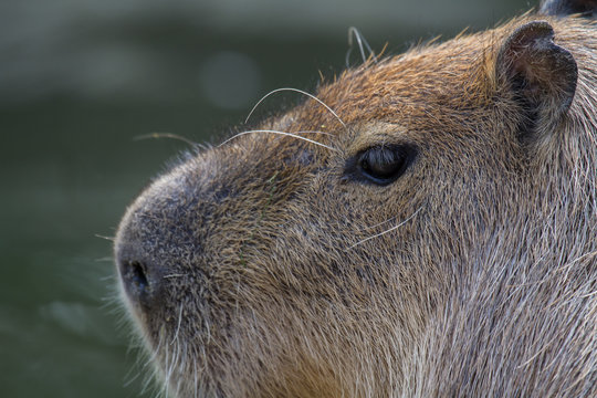 รูปภาพCapibara – เลือกดูภาพถ่ายสต็อก เวกเตอร์ และวิดีโอ17,628 | Adobe Stock