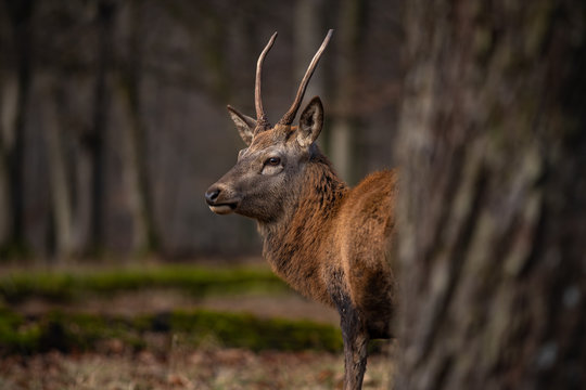 Rotwild-Bilder: Stock-Fotos & -Videos. | Adobe Stock
