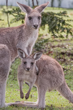 Macropodiformes Images – Browse 18 Stock Photos, Vectors, and Video ...