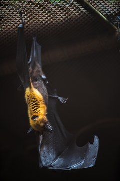 รูปภาพPteropus – เลือกดูภาพถ่ายสต็อก เวกเตอร์ และวิดีโอ3,027 | Adobe Stock