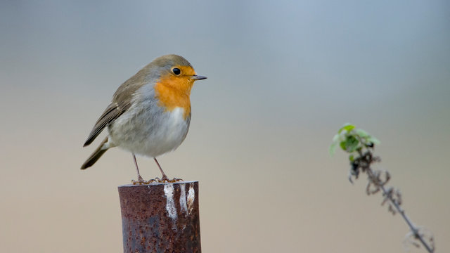 Rödhake Bilder – Durchsuchen 114 Archivfotos, Vektorgrafiken und Videos ...