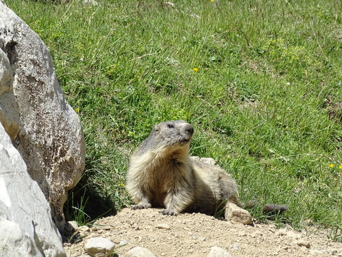 Mungg Images – Browse 8 Stock Photos, Vectors, and Video | Adobe Stock