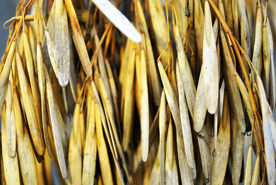 รูปภาพFraxinus – เลือกดูภาพถ่ายสต็อก เวกเตอร์ และวิดีโอ9,375 | Adobe Stock
