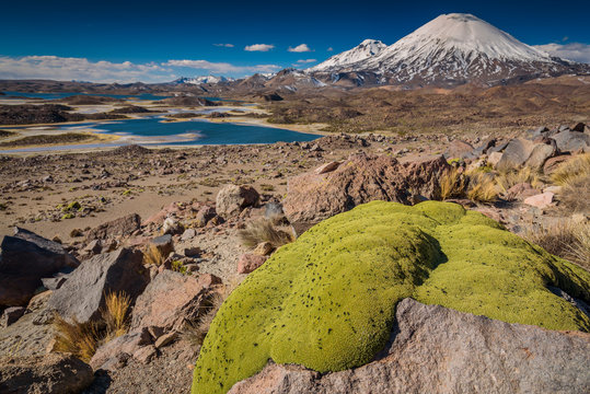 Imágenes de Bofedal: descubre bancos de fotos, ilustraciones, vectores ...