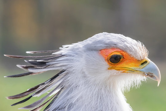 "Secretary Bird" Images – Browse 4,025 Stock Photos, Vectors, and Video ...