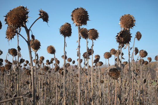 Vertrocknet Images – Browse 7,598 Stock Photos, Vectors, and Video ...