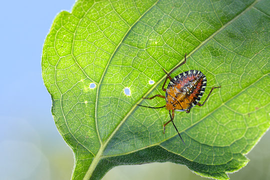 Blattwanze Bilder – Durchsuchen 6,553 Archivfotos, Vektorgrafiken und ...