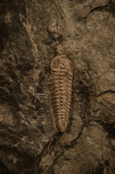 Arachnomorpha Bilder – Durchsuchen 53 Archivfotos, Vektorgrafiken und ...