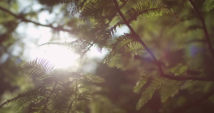 Cedar Images – Browse 133,857 Stock Photos, Vectors, and Video | Adobe ...