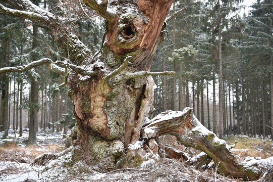 Huteeiche Bilder – Durchsuchen 84 Archivfotos, Vektorgrafiken und ...