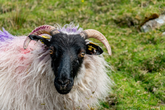 Hagard-Bilder: Stock-Fotos & -Videos. | Adobe Stock