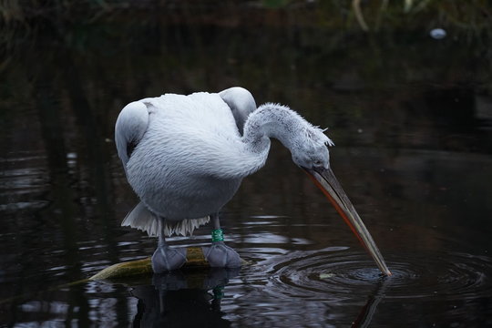 รูปภาพPelikaan – เลือกดูภาพถ่ายสต็อก เวกเตอร์ และวิดีโอ287 | Adobe Stock