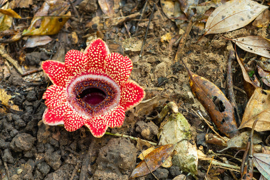 รูปภาพRafflesia – เลือกดูภาพถ่ายสต็อก เวกเตอร์ และวิดีโอ1,022 | Adobe Stock
