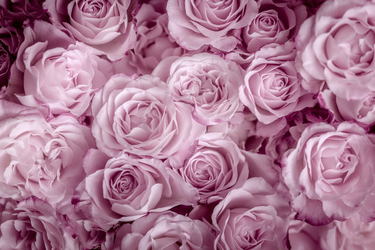 Altrosa-Bilder: Stock-Fotos & -Videos. | Adobe Stock