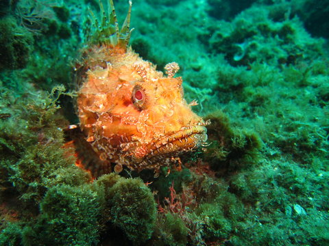 รูปภาพCabracho – เลือกดูภาพถ่ายสต็อก เวกเตอร์ และวิดีโอ94 | Adobe Stock