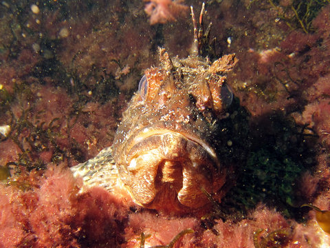 รูปภาพCabracho – เลือกดูภาพถ่ายสต็อก เวกเตอร์ และวิดีโอ94 | Adobe Stock