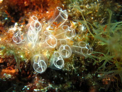 Tunicate Images – Browse 1,876 Stock Photos, Vectors, and Video | Adobe ...
