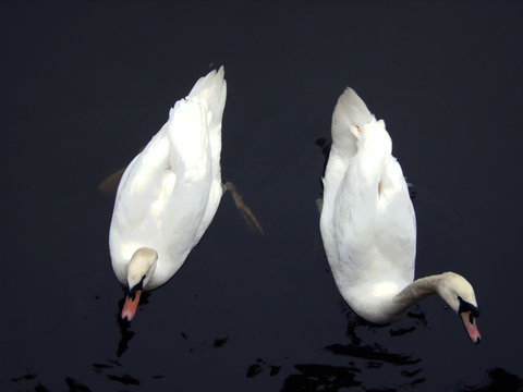 รูปภาพGanso – เลือกดูภาพถ่ายสต็อก เวกเตอร์ และวิดีโอ9,664 | Adobe Stock