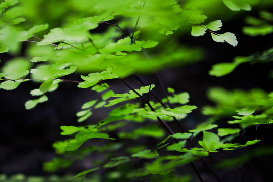 Avenca Images – Browse 50 Stock Photos, Vectors, and Video | Adobe Stock