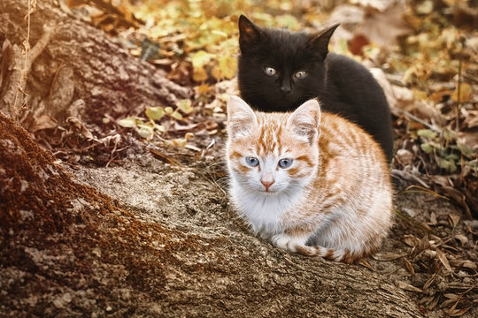 Mutt-Cat Images – Browse 81 Stock Photos, Vectors, and Video | Adobe Stock