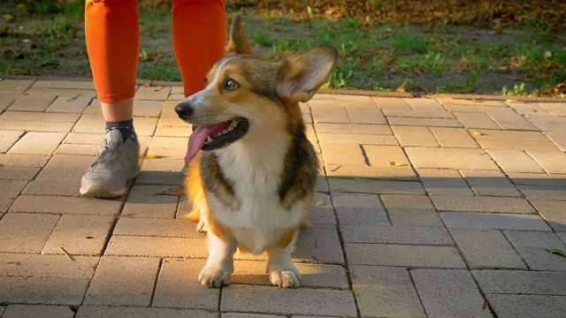 รูปภาพCorgy – เลือกดูภาพถ่ายสต็อก เวกเตอร์ และวิดีโอ276 | Adobe Stock