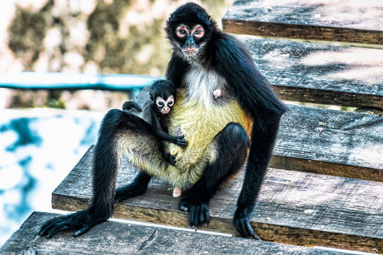 Chango Images – Browse 1,498 Stock Photos, Vectors, and Video | Adobe Stock