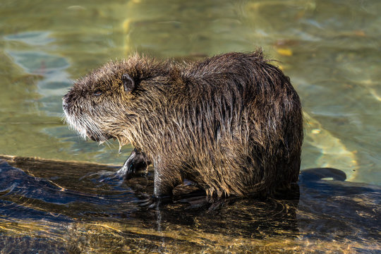 「Castorimorpha」の写真素材 | 79件の無料イラスト画像 | Adobe Stock