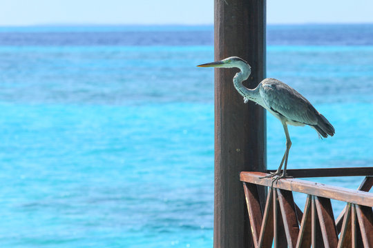 Assolato Bilder – Durchsuchen 7,864 Archivfotos, Vektorgrafiken und ...