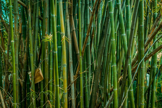 「Bamboo Field」の写真素材 | 23,727件の無料イラスト画像 | Adobe Stock