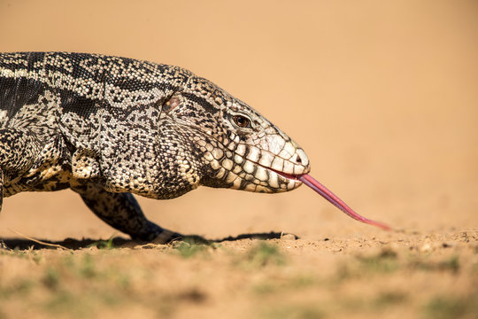 รูปภาพTeju – เลือกดูภาพถ่ายสต็อก เวกเตอร์ และวิดีโอ322 | Adobe Stock