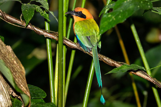 Torogoz Images – Browse 221 Stock Photos, Vectors, and Video | Adobe Stock