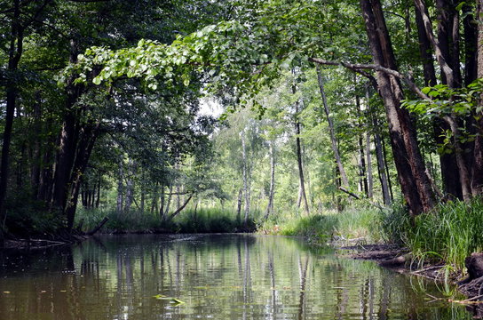 「Sapina」の写真素材 | 31件の無料イラスト画像 | Adobe Stock