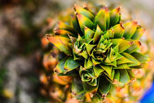 รูปภาพCoroa – เลือกดูภาพถ่ายสต็อก เวกเตอร์ และวิดีโอ1,110 | Adobe Stock