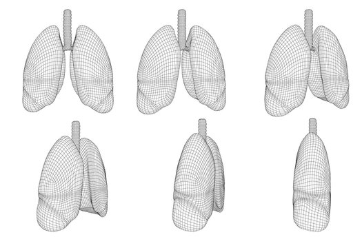 Bronchil bilder – Bläddra bland 106 stockfoton, vektorer och videor ...
