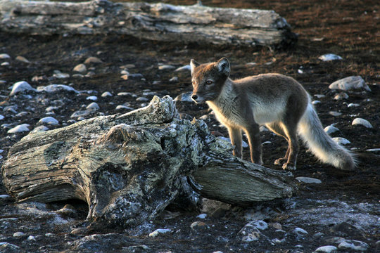 Lisek Images – Browse 207 Stock Photos, Vectors, and Video | Adobe Stock