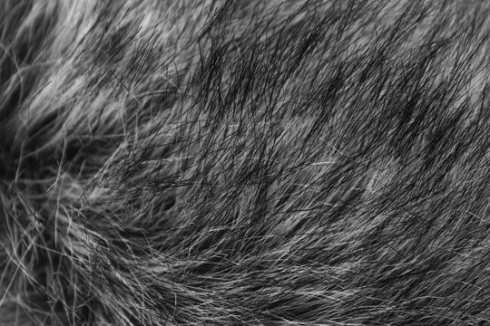 Seamless Wolf Fur Texture
