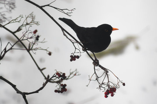 รูปภาพMerlo – เลือกดูภาพถ่ายสต็อก เวกเตอร์ และวิดีโอ2,174 | Adobe Stock