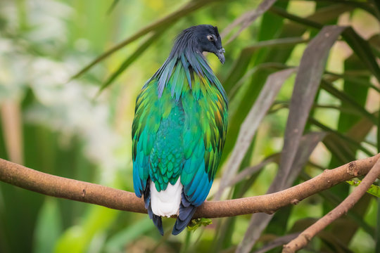"Nicobar Pigeon" Images – Browse 984 Stock Photos, Vectors, and Video ...