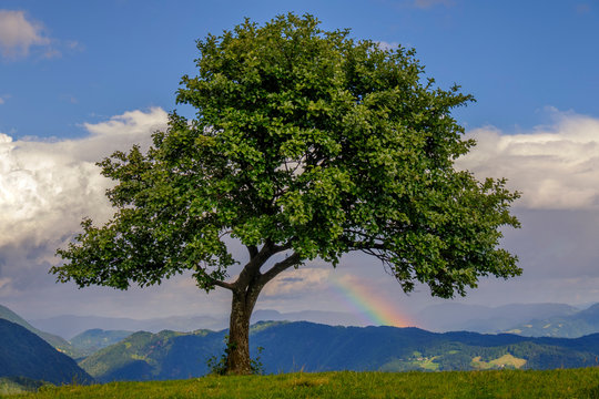 รูปภาพKobala – เลือกดูภาพถ่ายสต็อก เวกเตอร์ และวิดีโอ75 | Adobe Stock