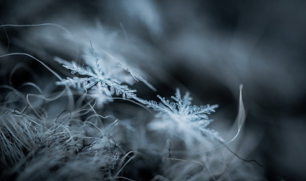 Nymphoides Images – Browse 989 Stock Photos, Vectors, and Video | Adobe Stock